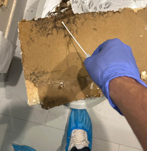 Mold Testing Orlando | Mold Inspection, Removal, Remediation